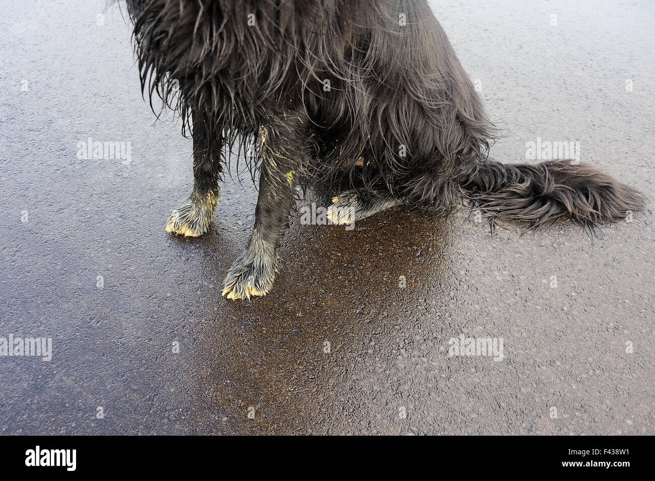Dog with dirty paws Stock Photo - Alamy