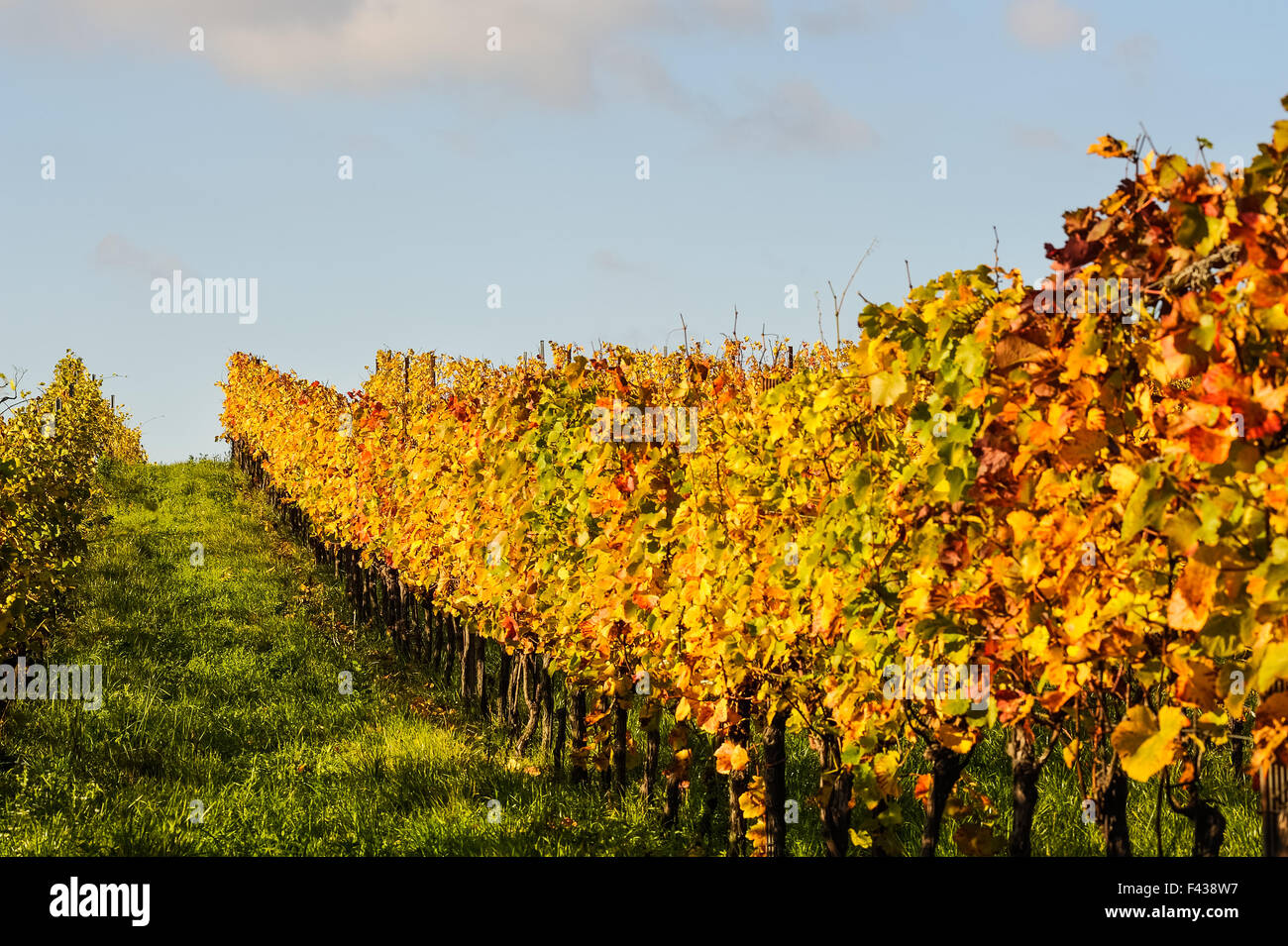Colorful vineyard in autumn Stock Photo - Alamy