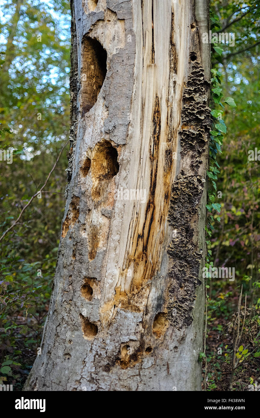 Rotten Tree High Resolution Stock Photography and Images - Alamy
