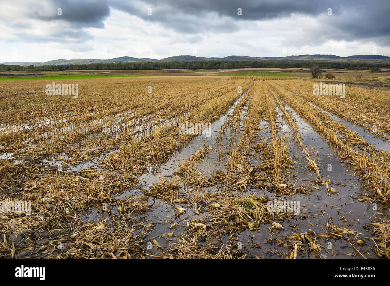 Flood in the cornfield after harvesting Stock Photo - Alamy