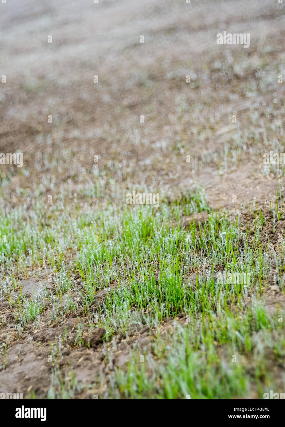 Fresh grass hi-res stock photography and images - Alamy