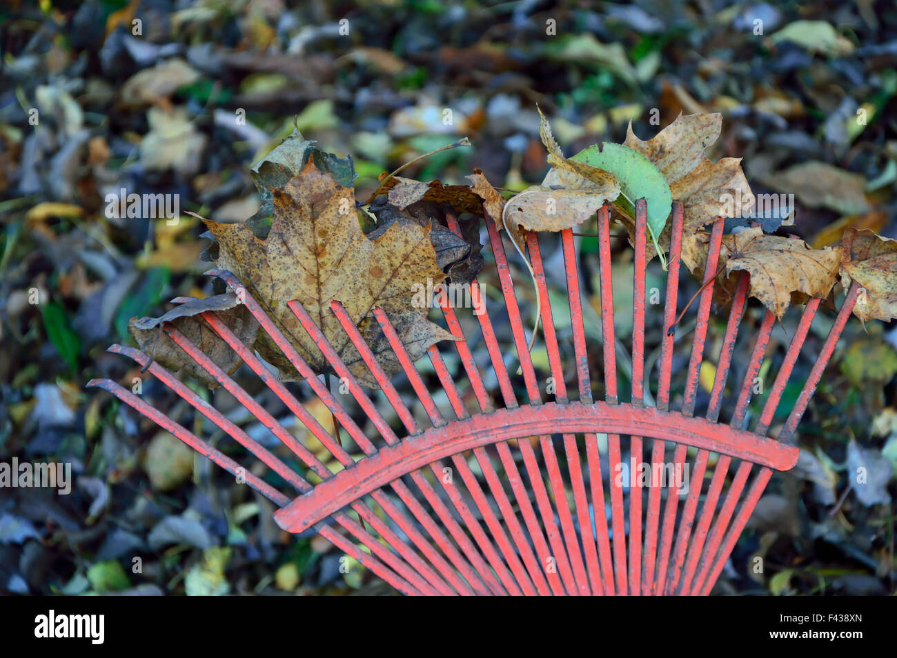 Raking leaves in the garden Stock Photo - Alamy