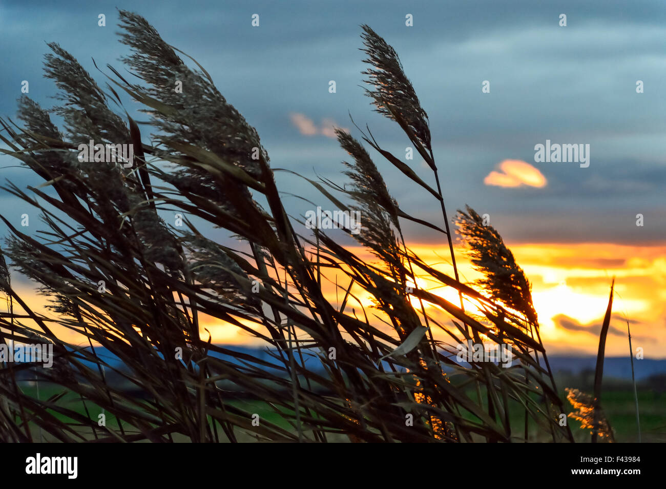 Blowing The Reeds High Resolution Stock Photography and Images - Alamy