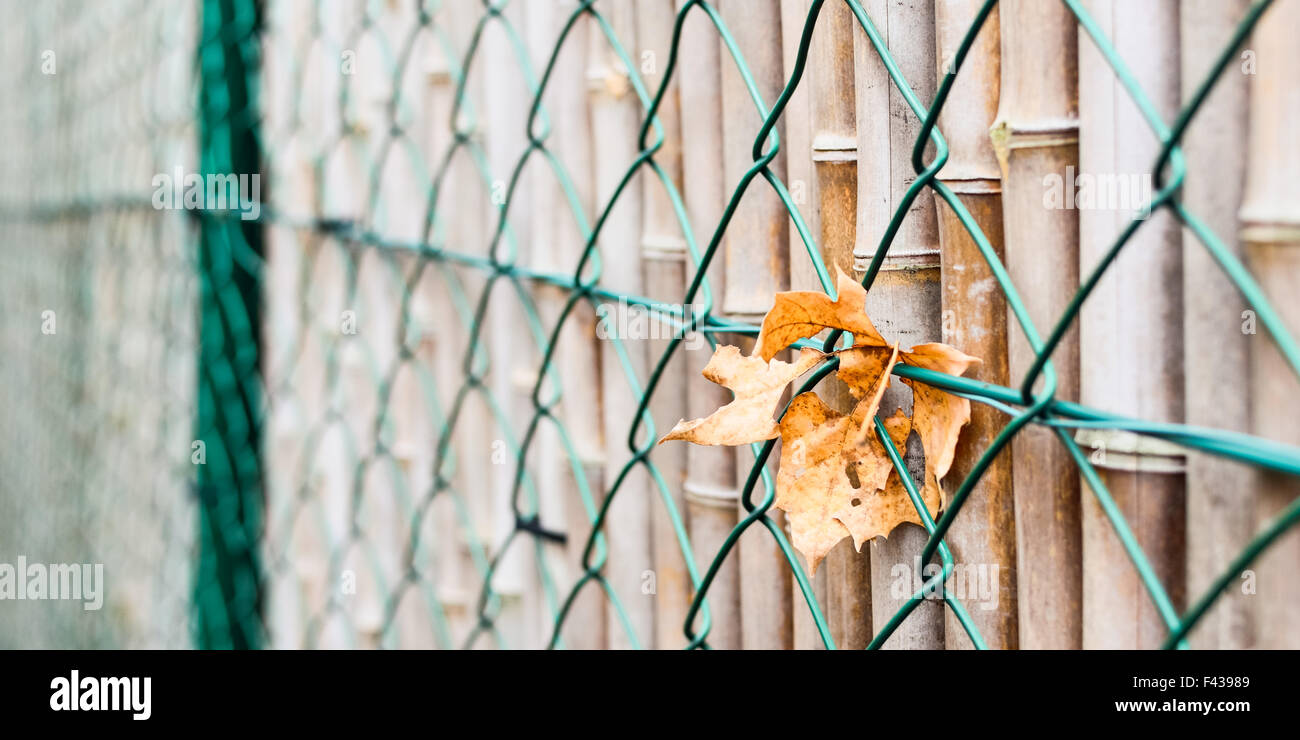 Dead leaf on fence Stock Photo - Alamy