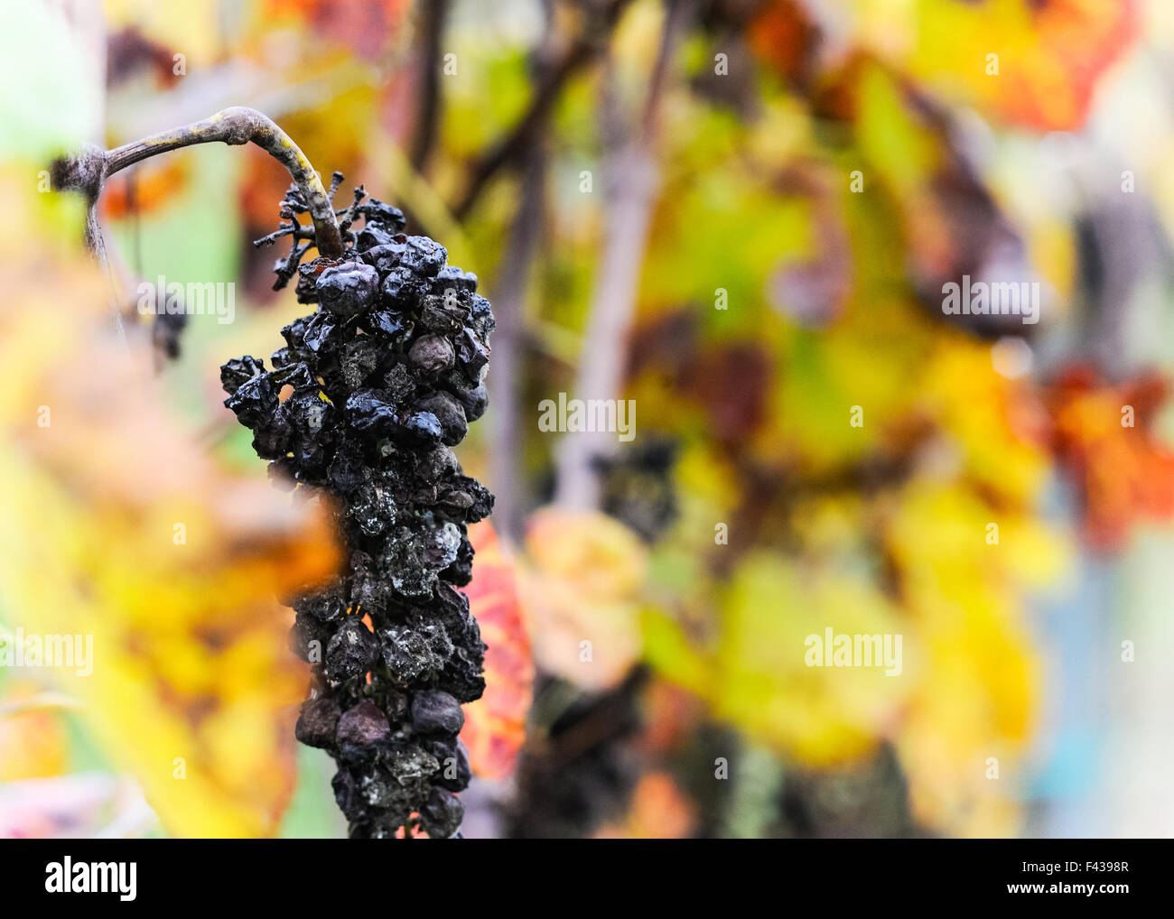 Botrytis grapes hi-res stock photography and images - Alamy