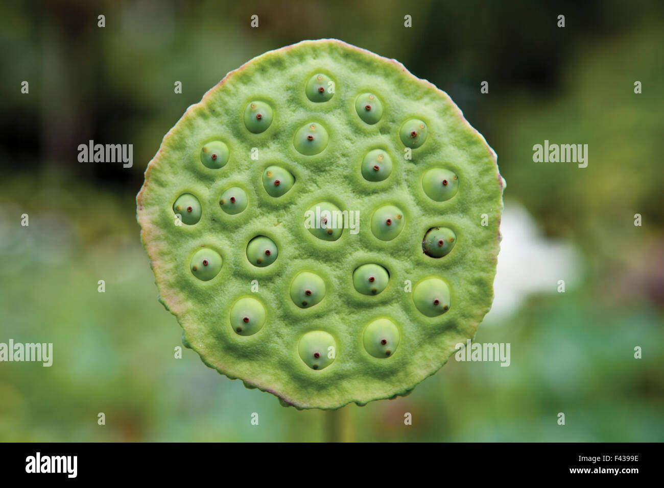 Lotus pod Stock Photo - Alamy