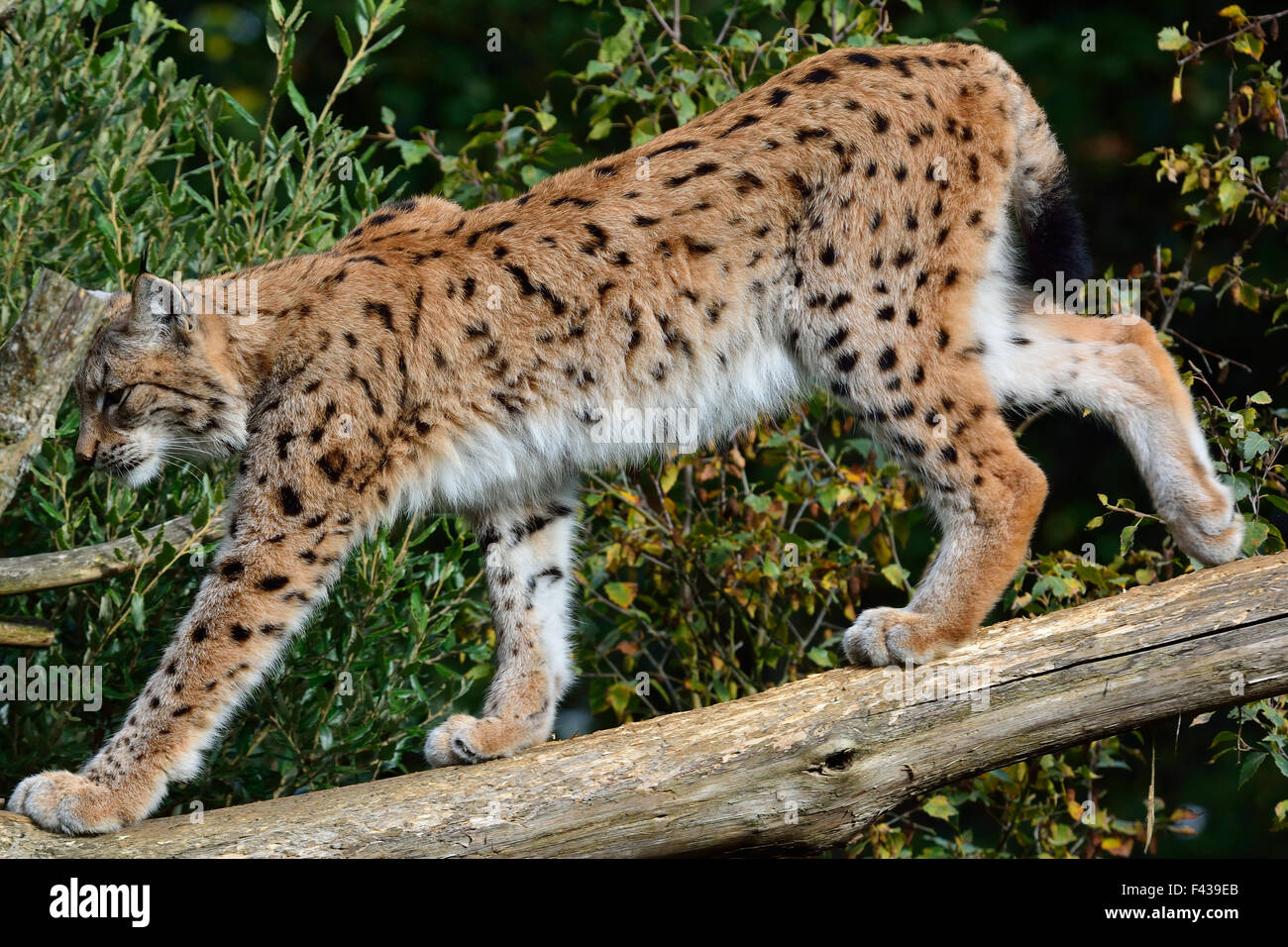Juvenile European Lynx Stock Photo - Alamy