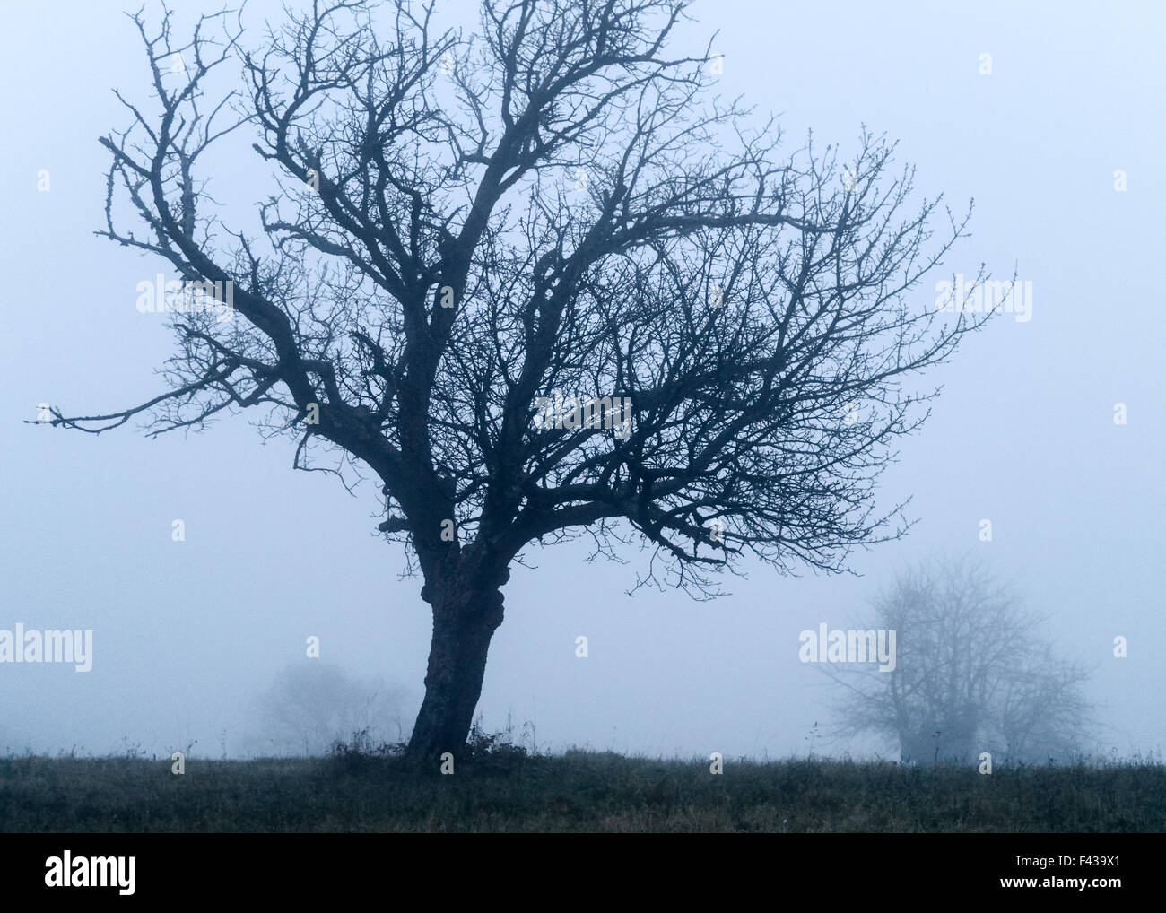 Fog fruit hi-res stock photography and images - Alamy