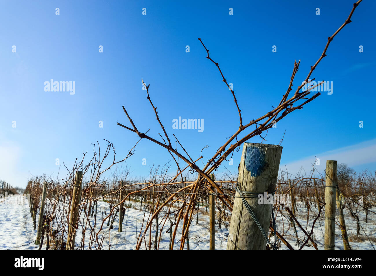 Vineyard in the snow Stock Photo - Alamy