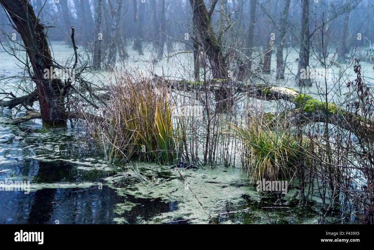 Wald algen hi-res stock photography and images - Alamy