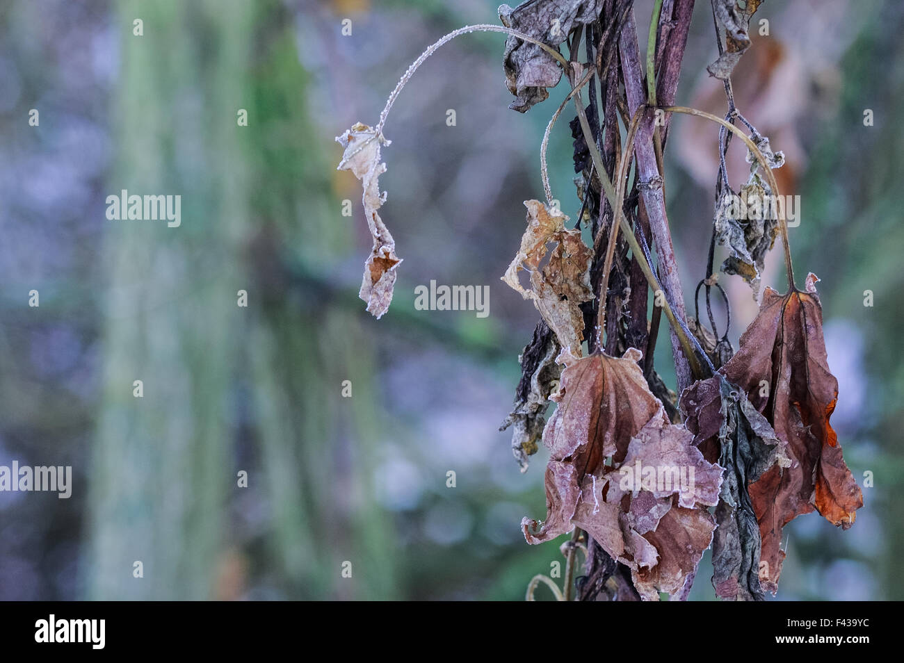 Dead leaves autumn hi-res stock photography and images - Alamy