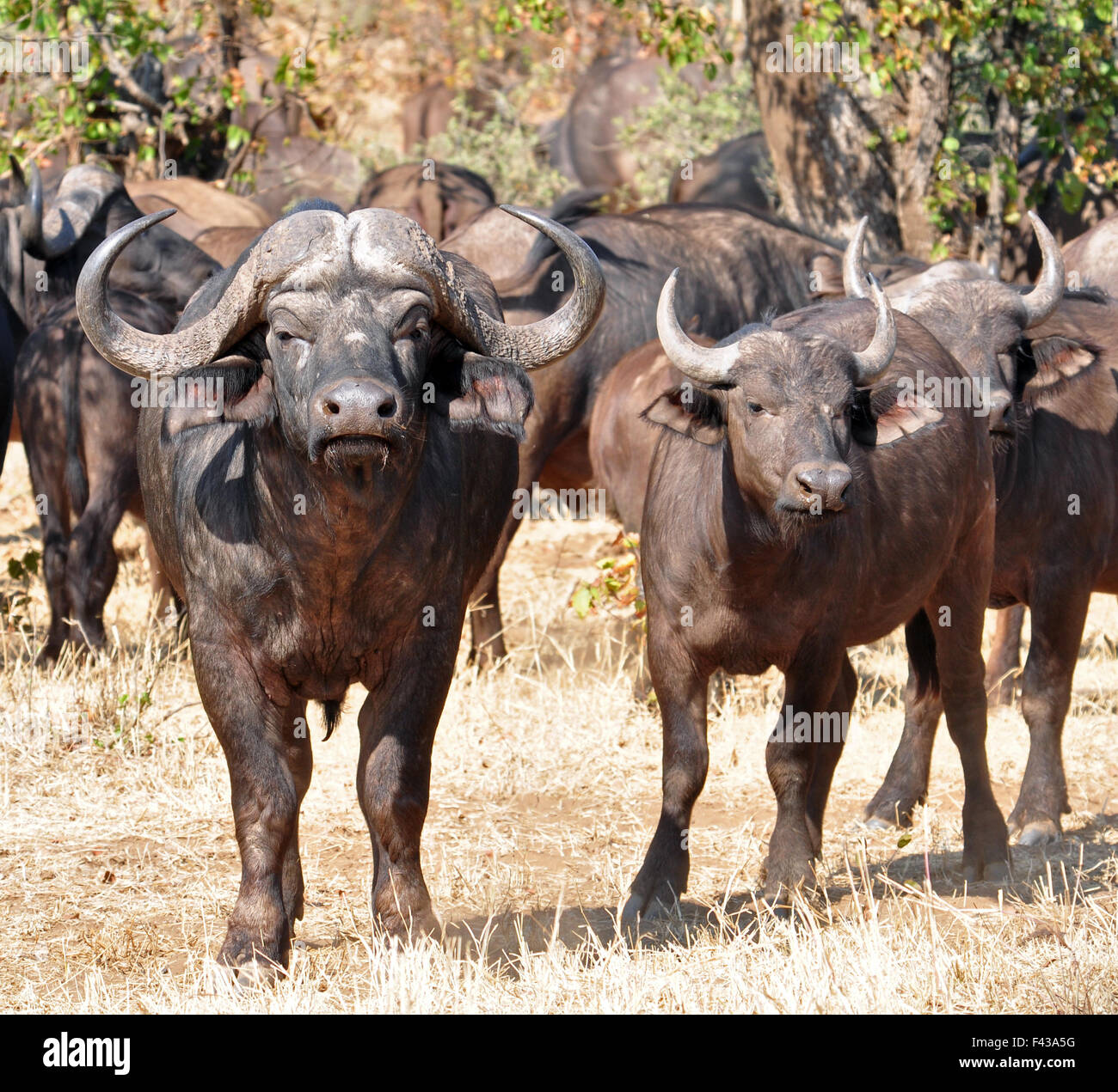 African buffalo hi-res stock photography and images - Alamy