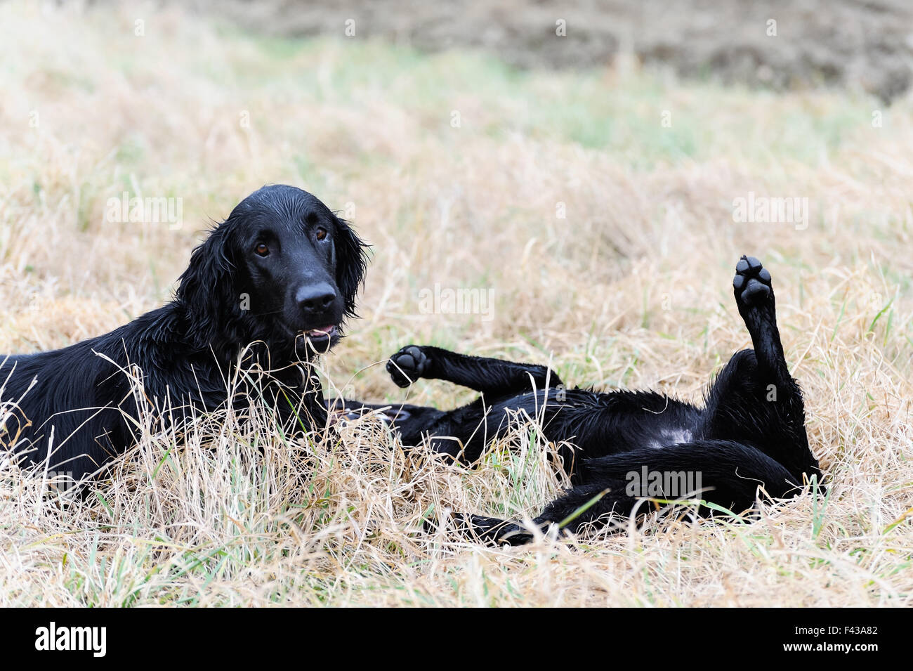 Frolic hi-res stock photography and images - Alamy