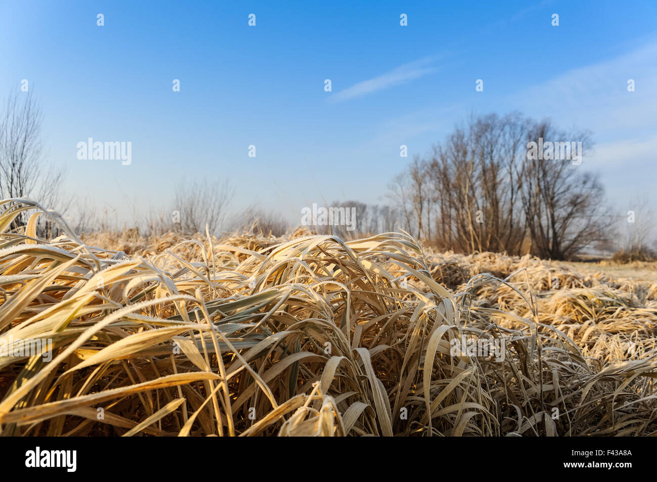 Grass and landscape in winter Stock Photo - Alamy