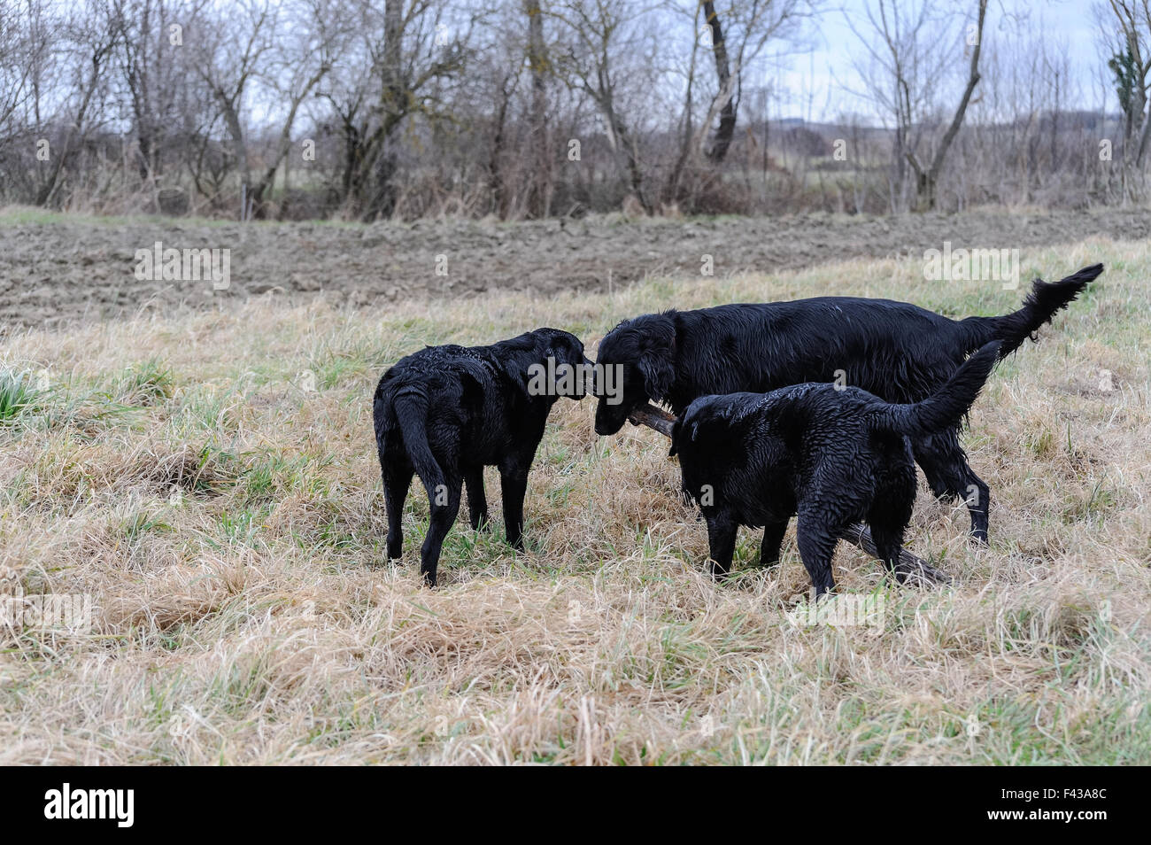 Two dogs playing stick Stock Photo - Alamy