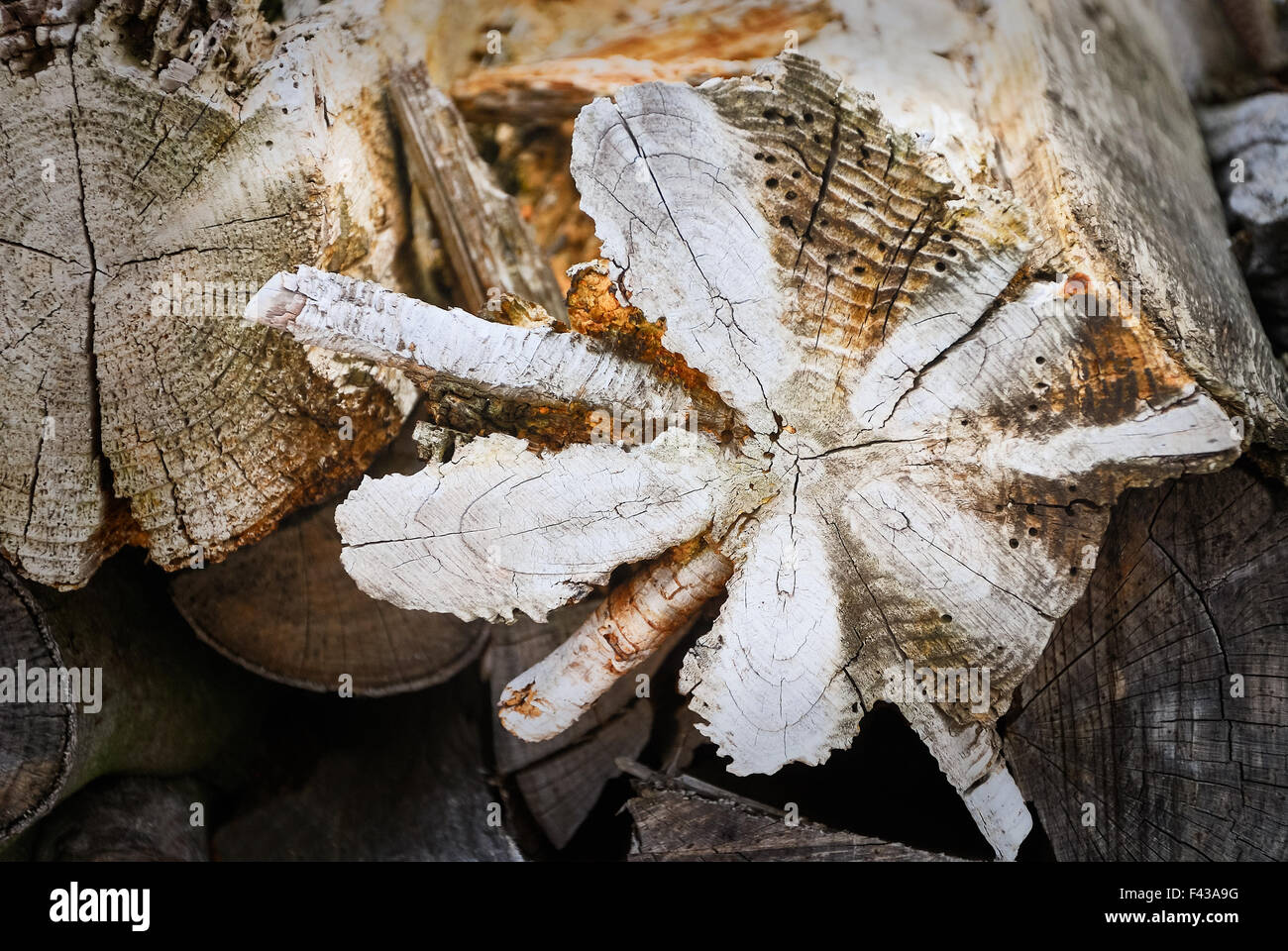 Cross section of wood hi-res stock photography and images - Alamy