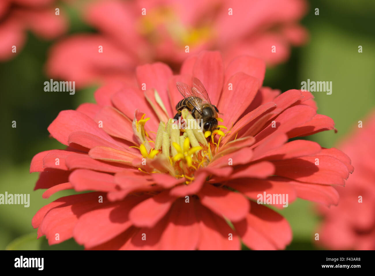 Red red flower bee hi-res stock photography and images - Alamy