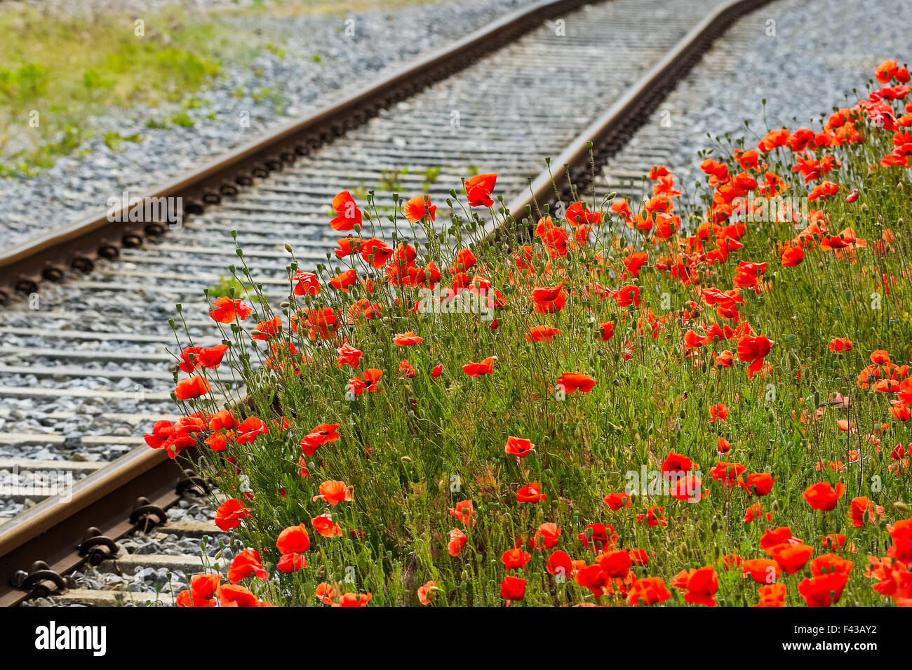 Poppies along the railway line Stock Photo - Alamy