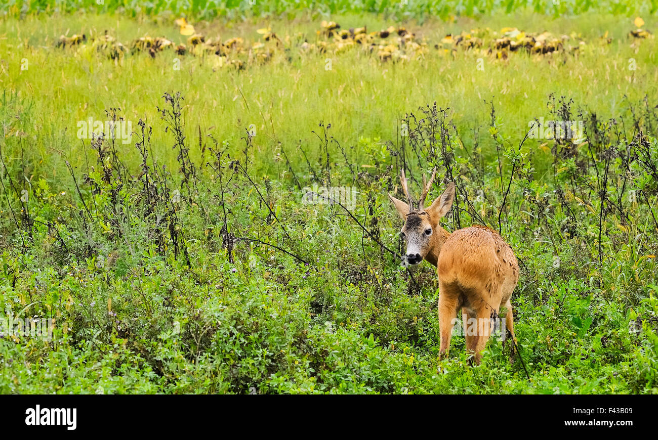 Shy hi-res stock photography and images - Alamy