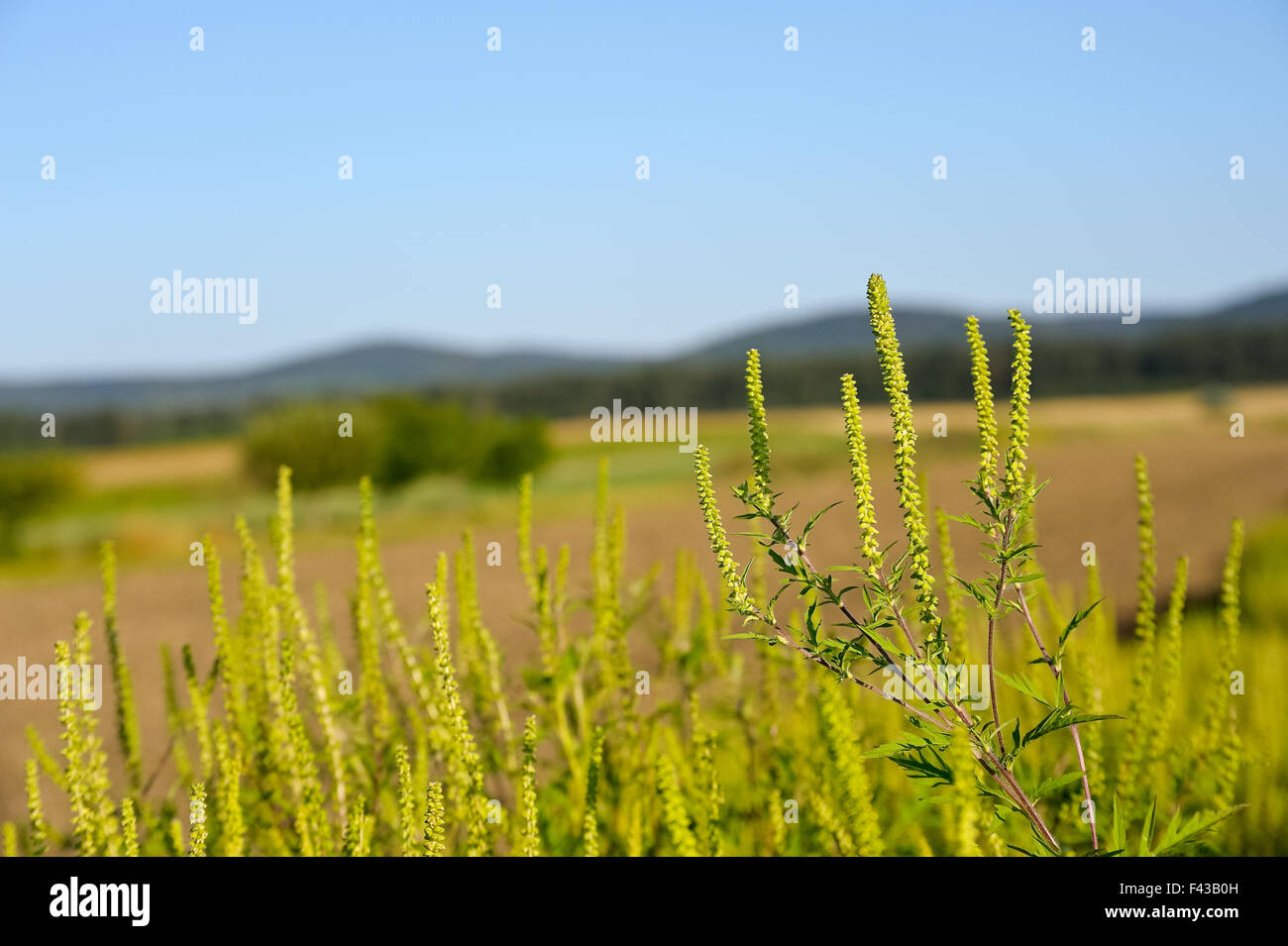 Ragweed on the field Stock Photo - Alamy