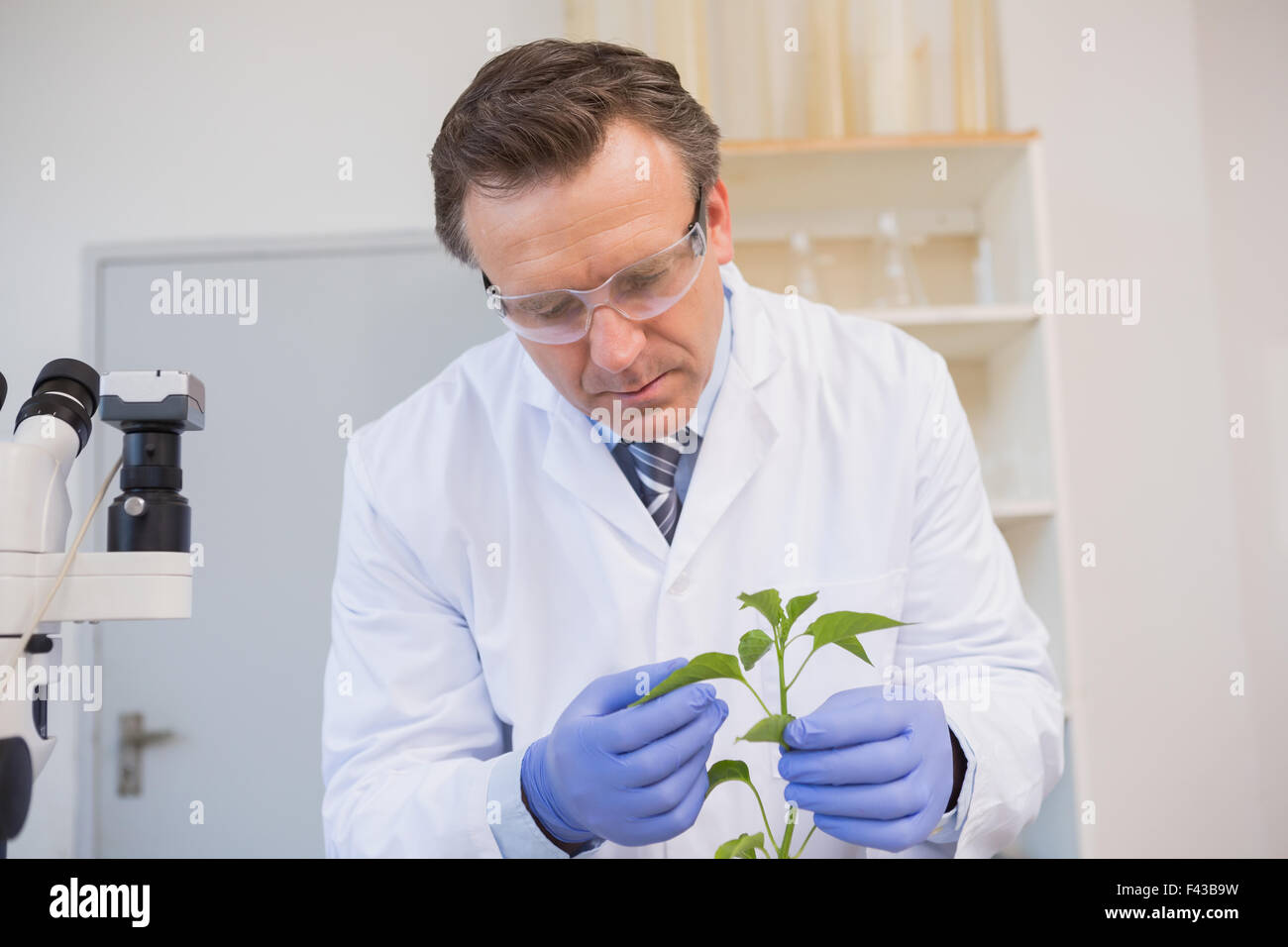 Scientist examining plants Stock Photo - Alamy