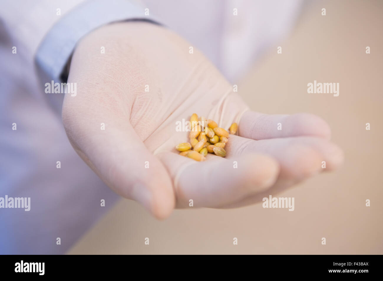 Seed scientist hi-res stock photography and images - Alamy