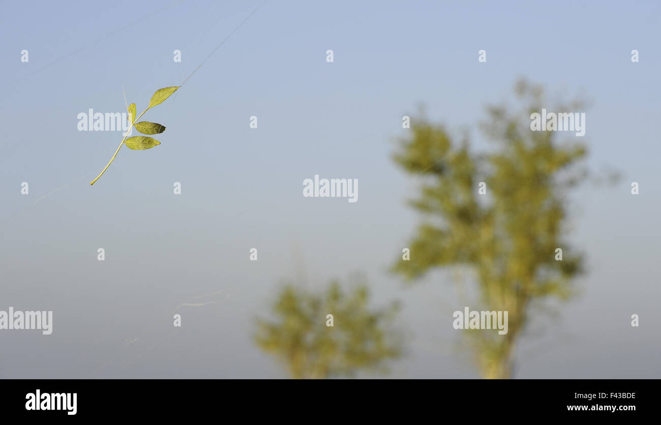 Sheet hanging on cobwebs in the wind Stock Photo - Alamy
