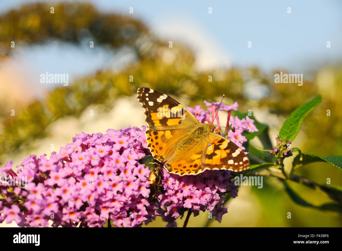 Butterfly Map Butterfly on lilac Stock Photo - Alamy