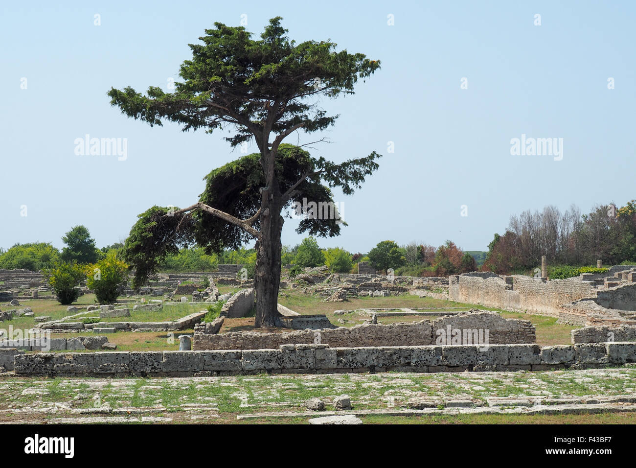 Cypress pine tree hi-res stock photography and images - Alamy