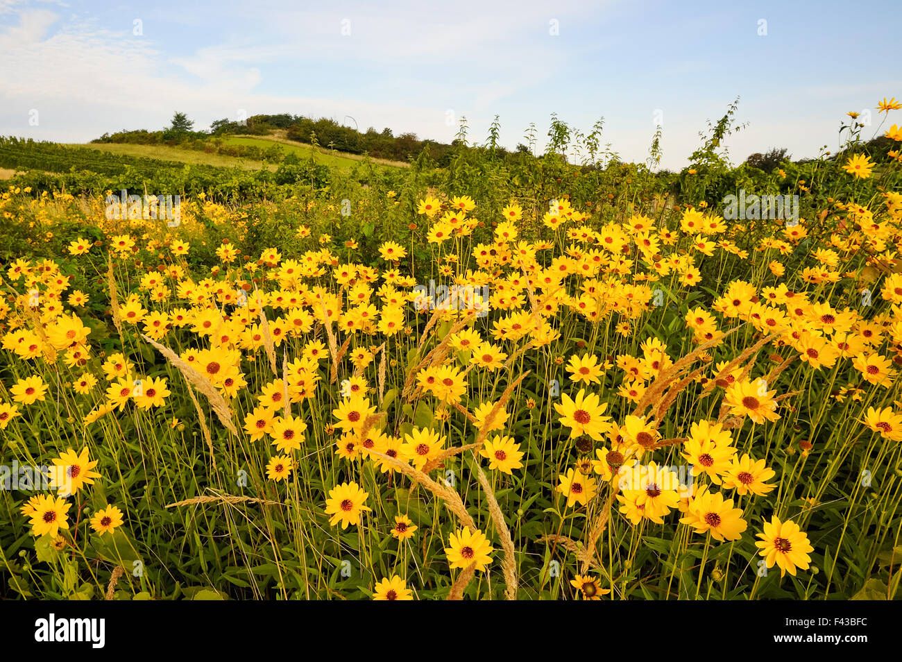 Great Flowery girl eye on field Stock Photo - Alamy