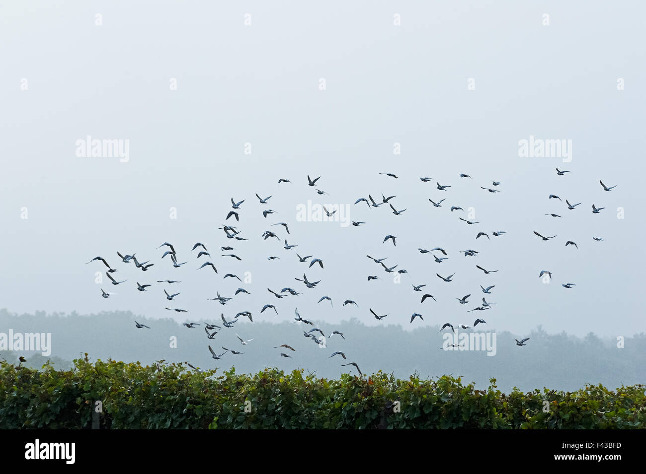 Vineyard birds hi-res stock photography and images - Alamy
