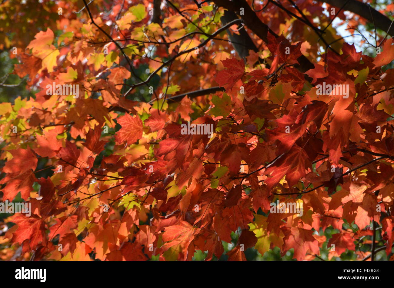 autumnal fall scenes in brooklyn's park slope Stock Photo - Alamy