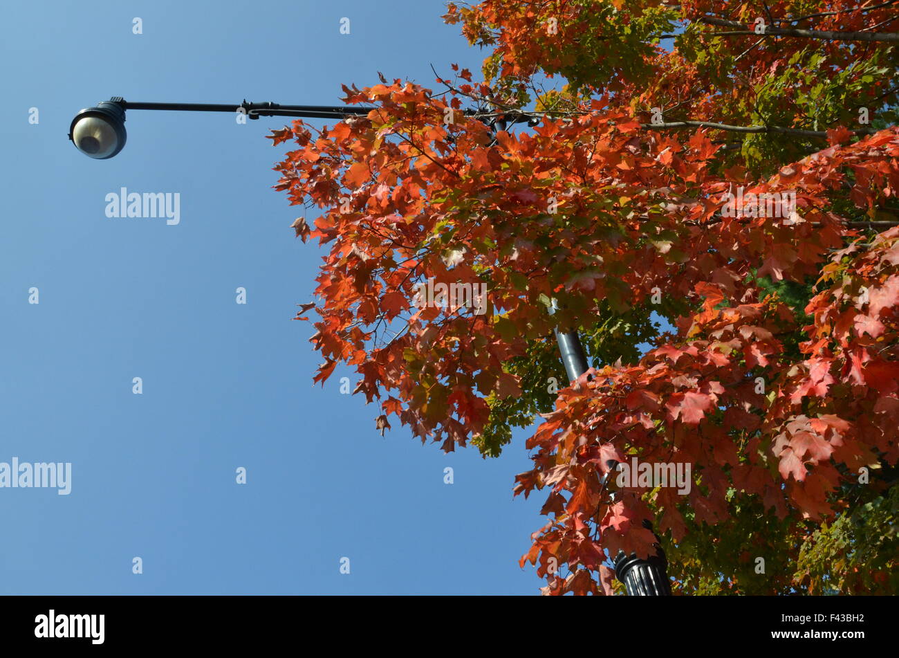 autumnal fall scenes in brooklyn's park slope Stock Photo - Alamy