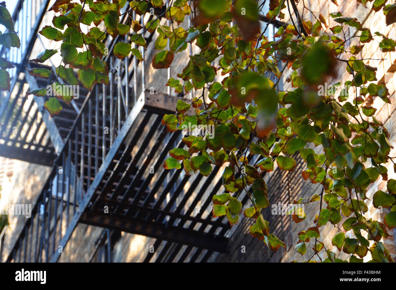 autumnal fall scenes in brooklyn's park slope Stock Photo - Alamy
