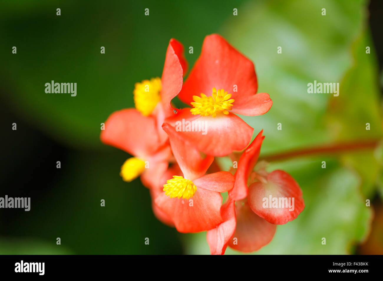 Red begonias flower Stock Photo - Alamy