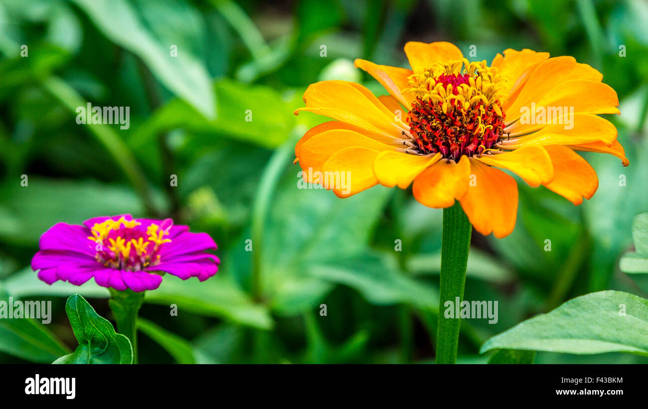 Zenia flower hi-res stock photography and images - Alamy