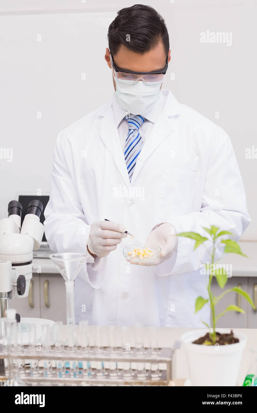 Scientist examining corn in petri dish Stock Photo - Alamy