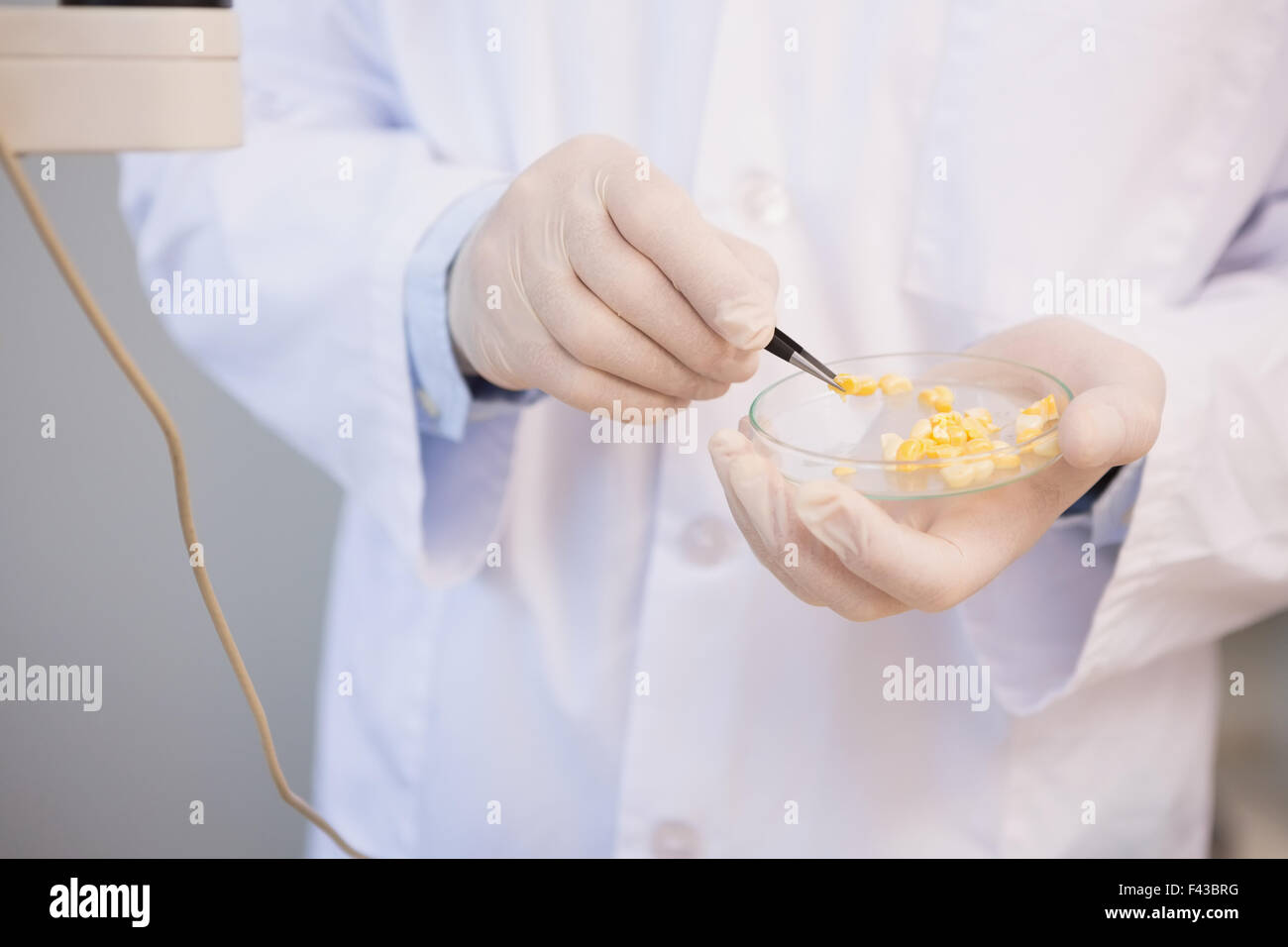 Scientist examining corn seeds in petri dish Stock Photo - Alamy