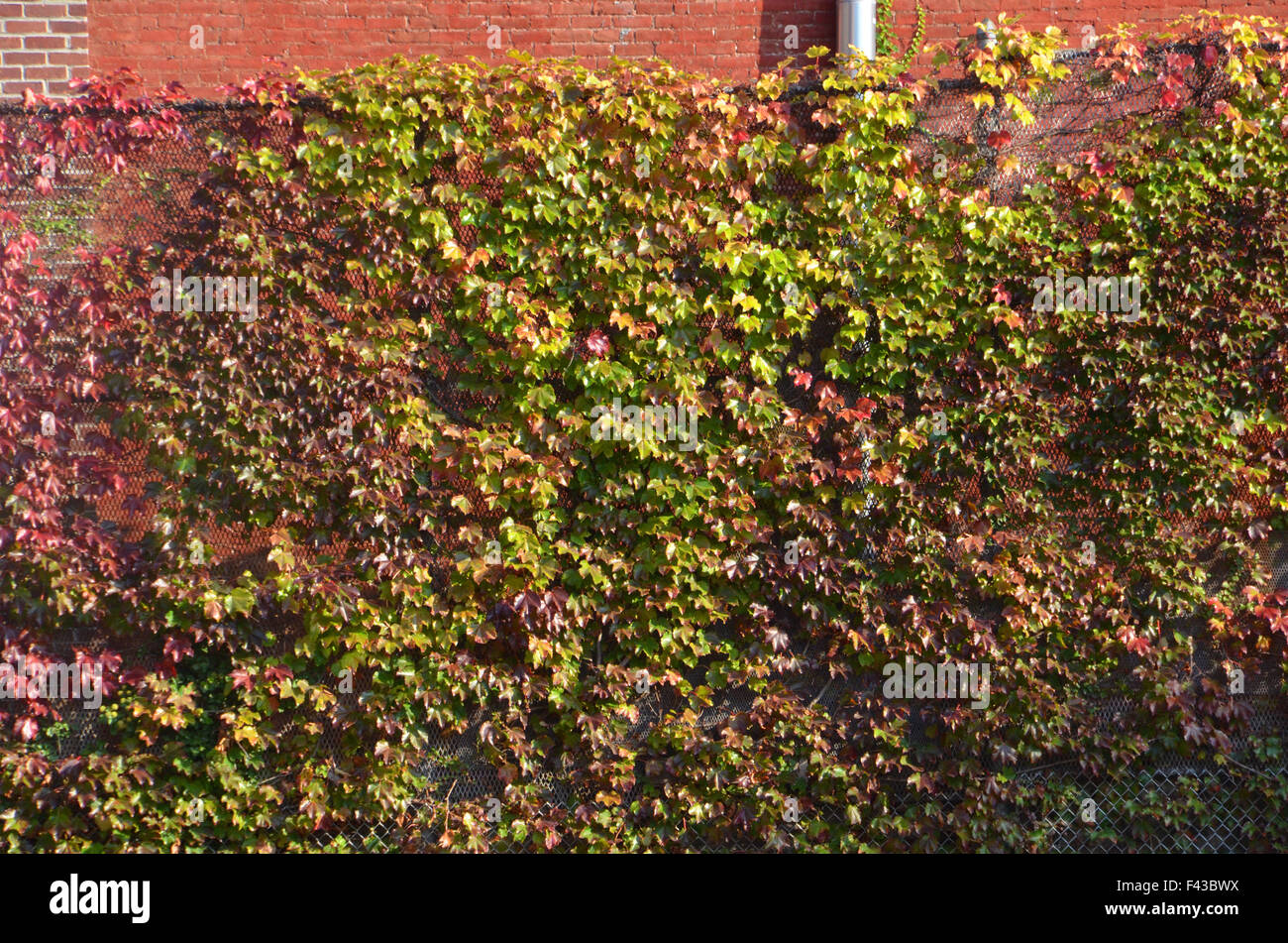 autumnal fall scenes in brooklyn's park slope Stock Photo - Alamy