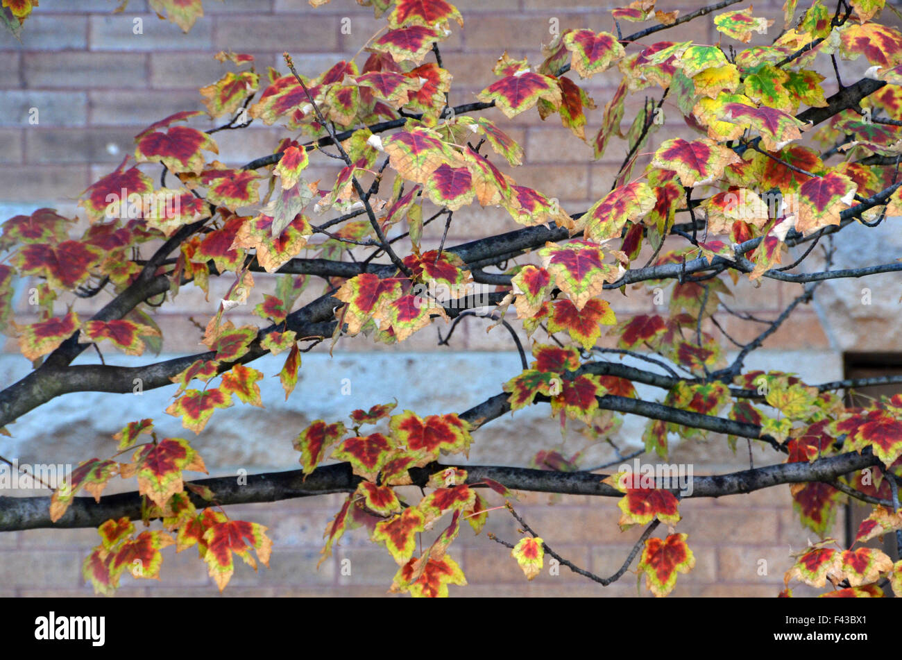 autumnal fall scenes in brooklyn's park slope Stock Photo - Alamy
