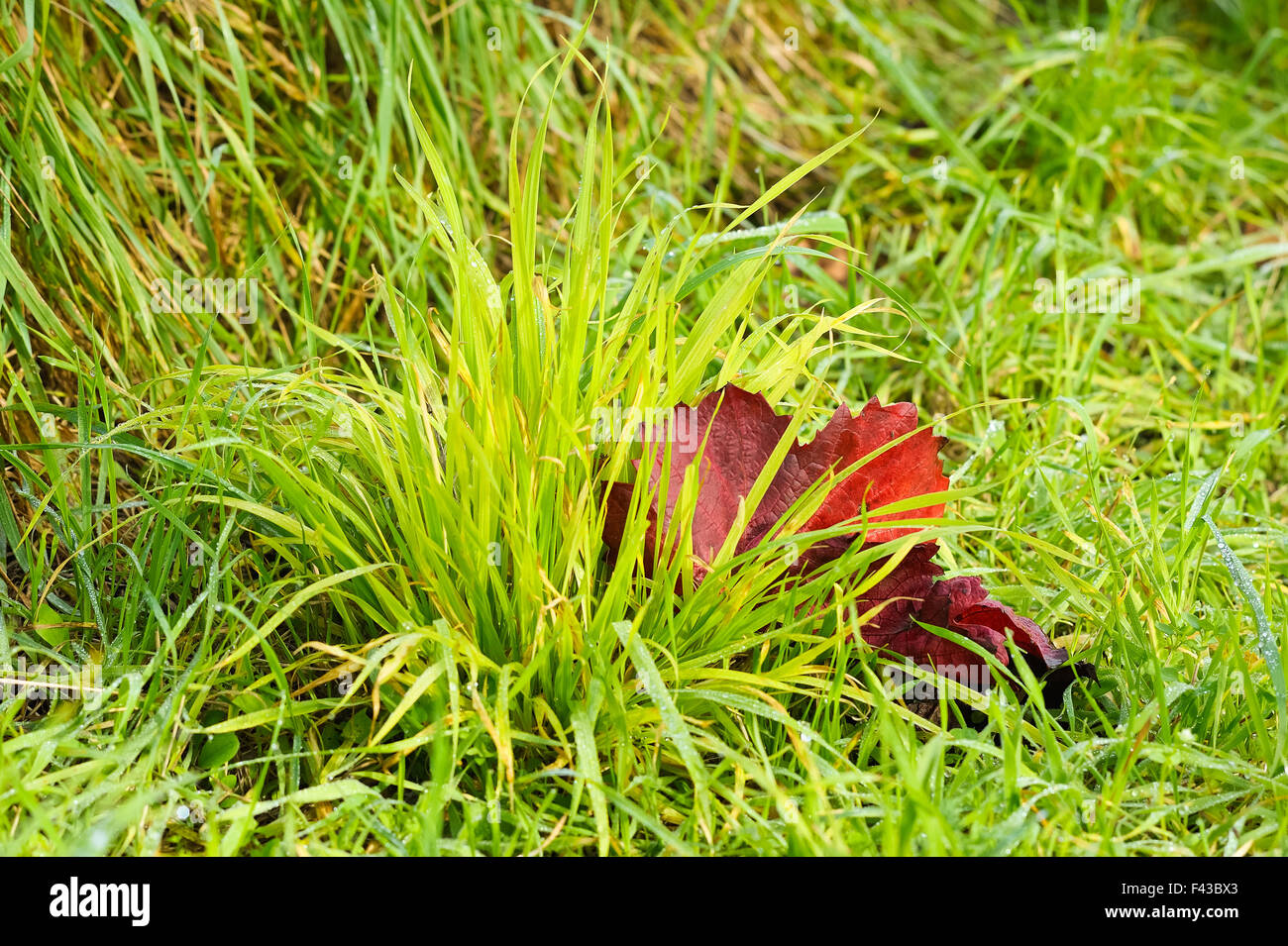 Leaf in grass hi-res stock photography and images - Alamy