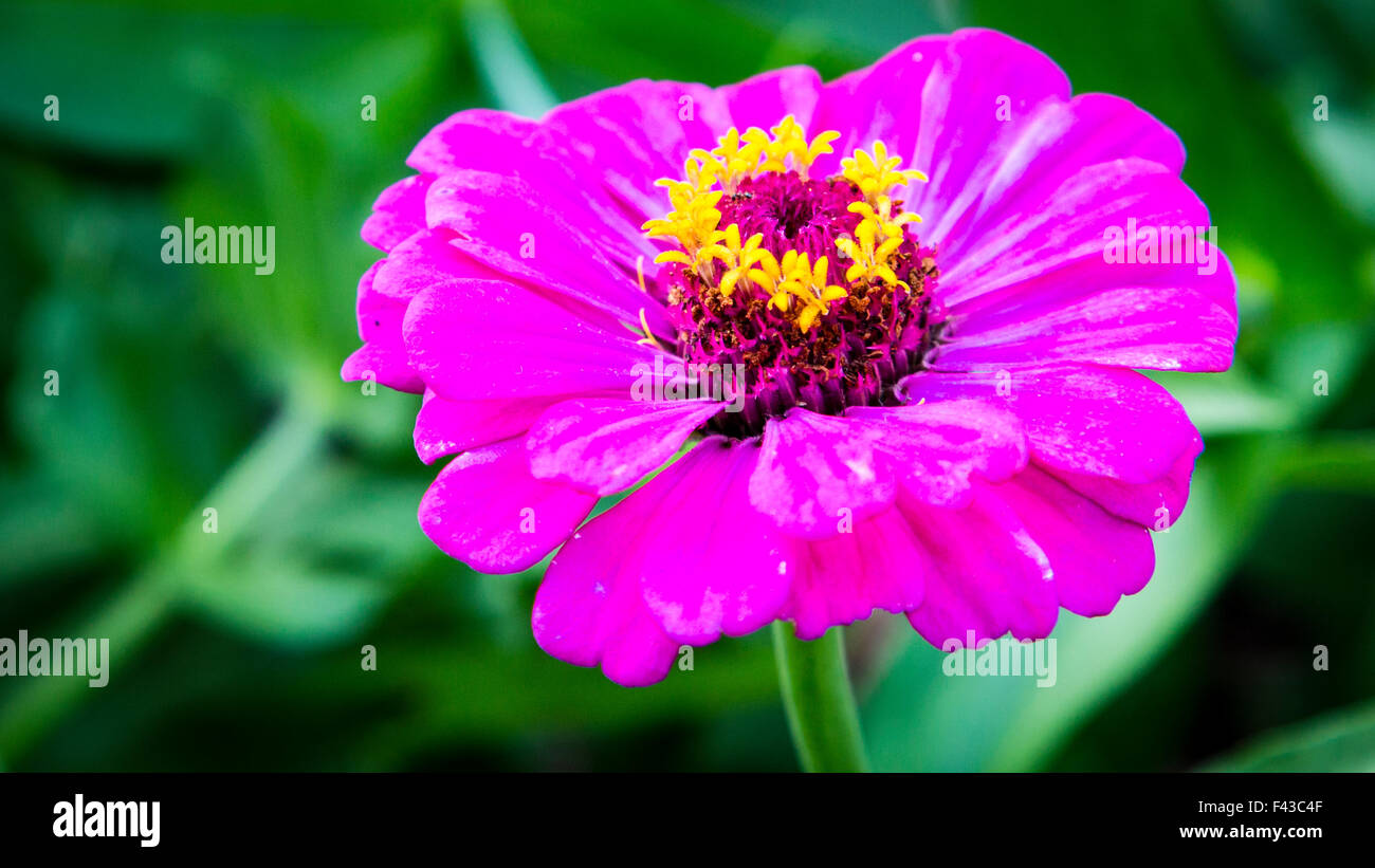 Zenia flower hi-res stock photography and images - Alamy