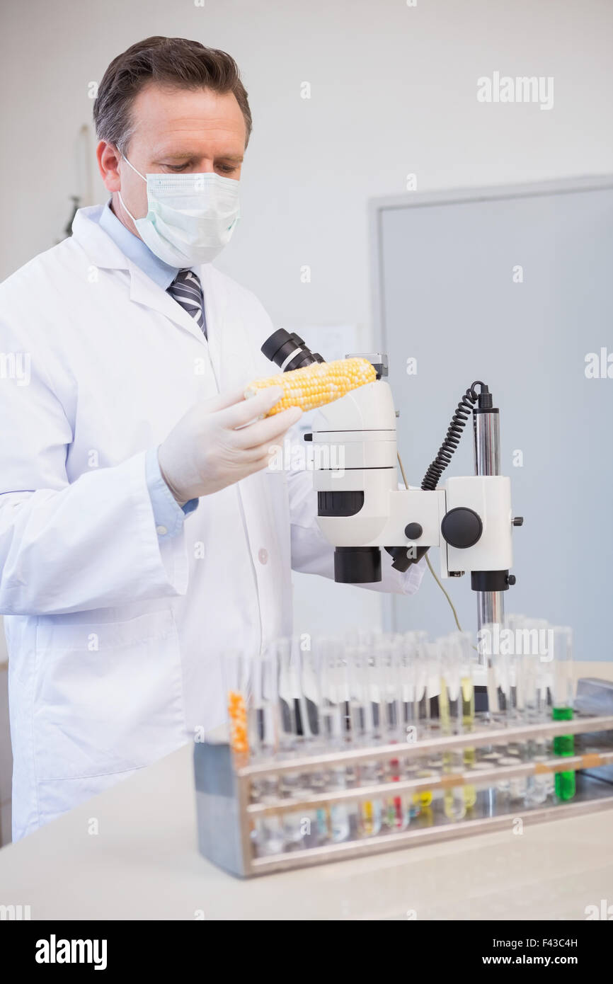 Food scientist examining corn Stock Photo - Alamy
