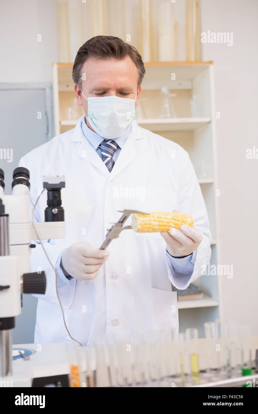 Food scientist measuring corn Stock Photo - Alamy