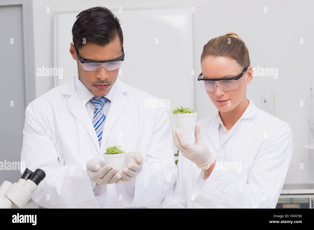 Scientists examining plants Stock Photo - Alamy