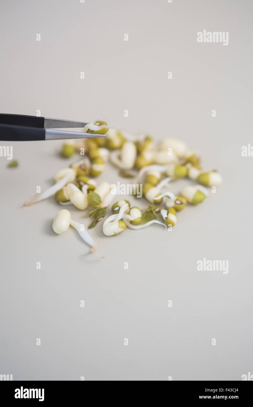 Scientist examining seeds Stock Photo - Alamy
