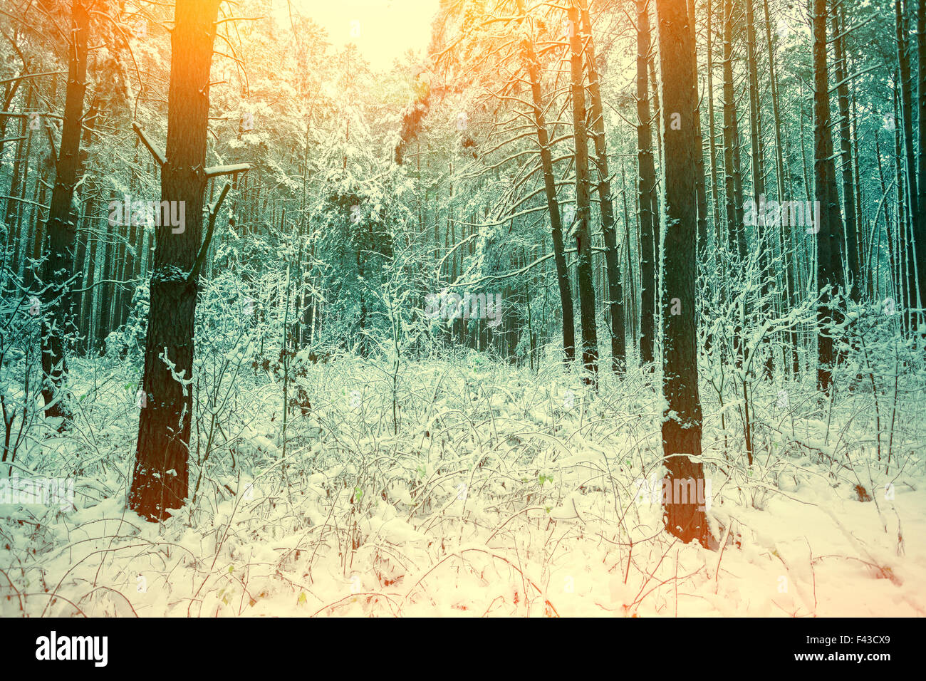 Winter snowy forest at sunset Stock Photo - Alamy