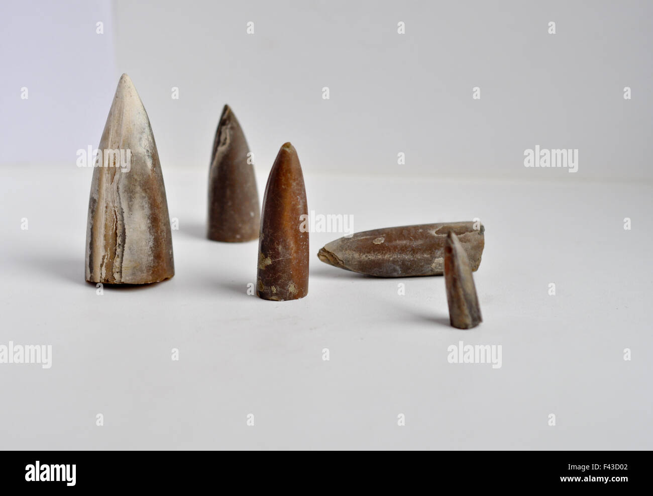 Fossil remains of Belemnitida. Found on the Bank of the river Pizgma on ...