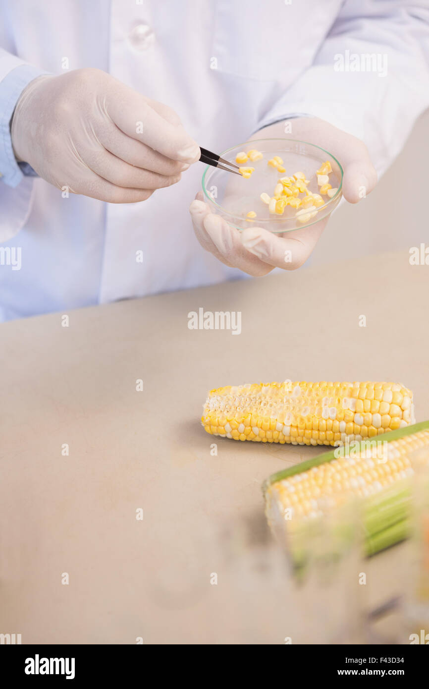 Scientist examining corn seeds in petri dish Stock Photo - Alamy