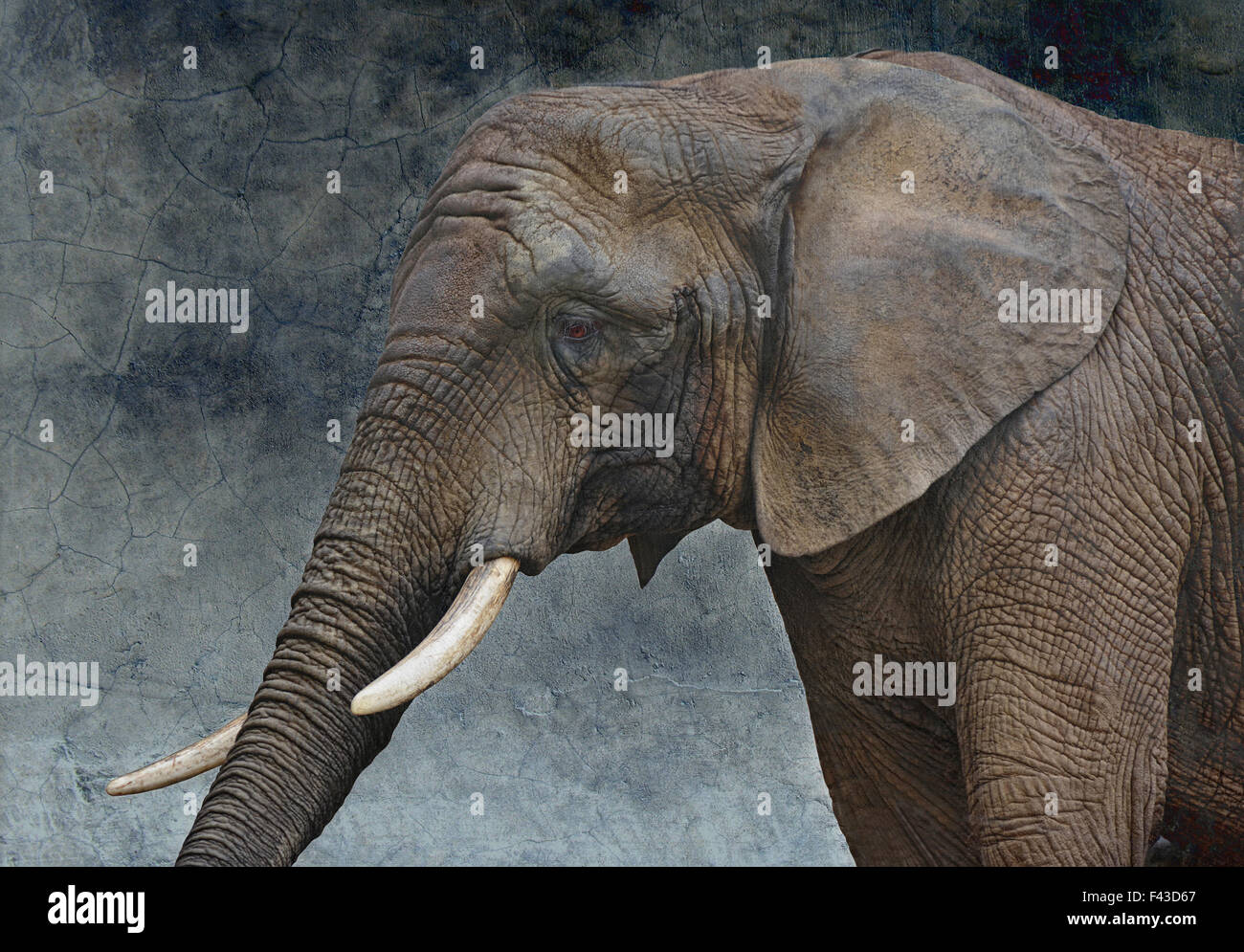 friendly african giant Stock Photo - Alamy